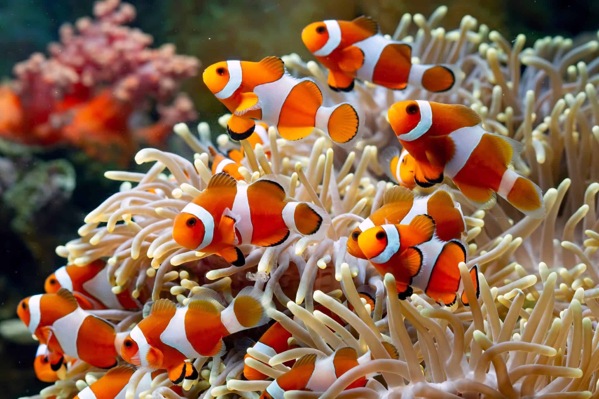 Where Do Clownfish Live Clownfish Habitat Facts Where Do Clownfish Live Clownfish Habitat Facts