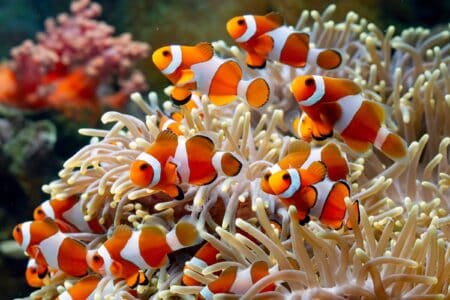 Where Do Clownfish Live? - Clownfish Habitat & Facts