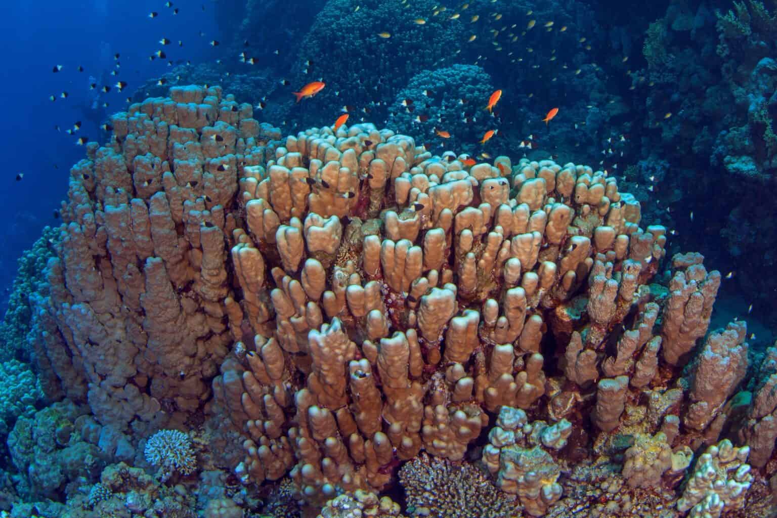 25 Different Types of Coral Species