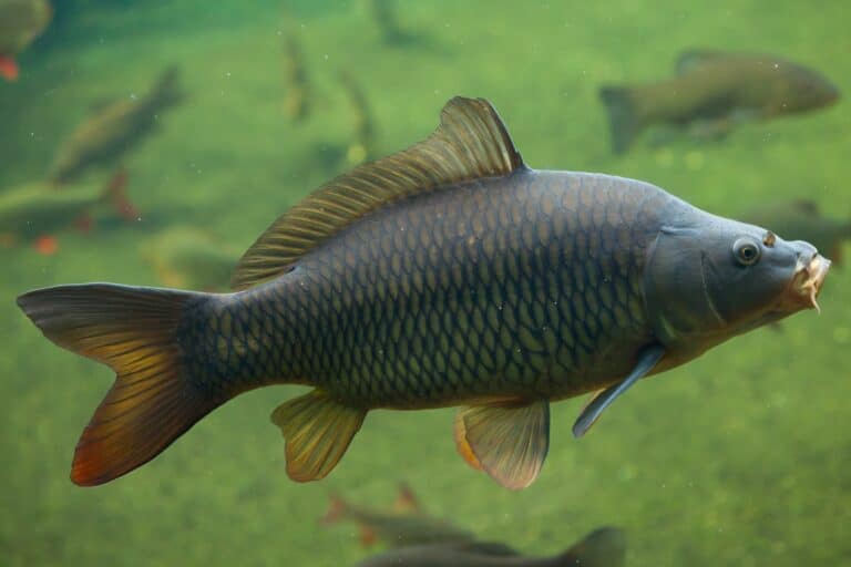 24 Most Popular Types of Carp