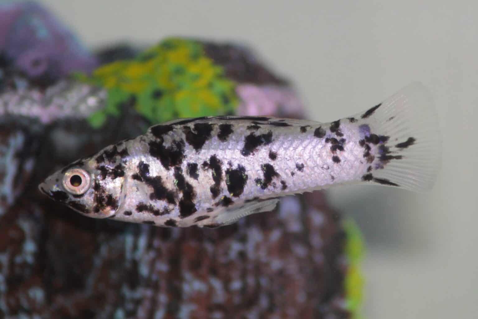 Dalmatian Molly: Species Profile, Facts & Pictures