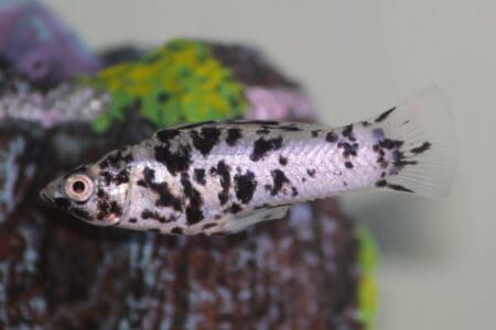 Dalmatian Molly: Species Profile, Facts & Pictures