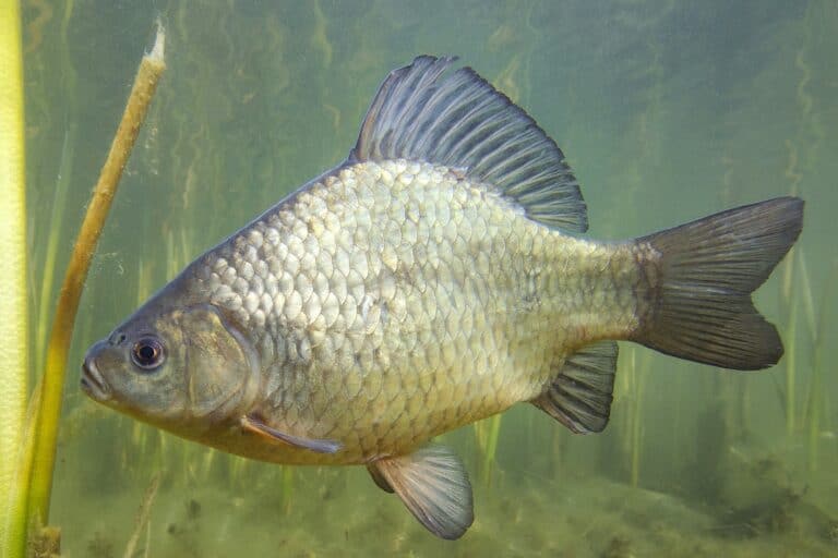 24 Most Popular Types of Carp