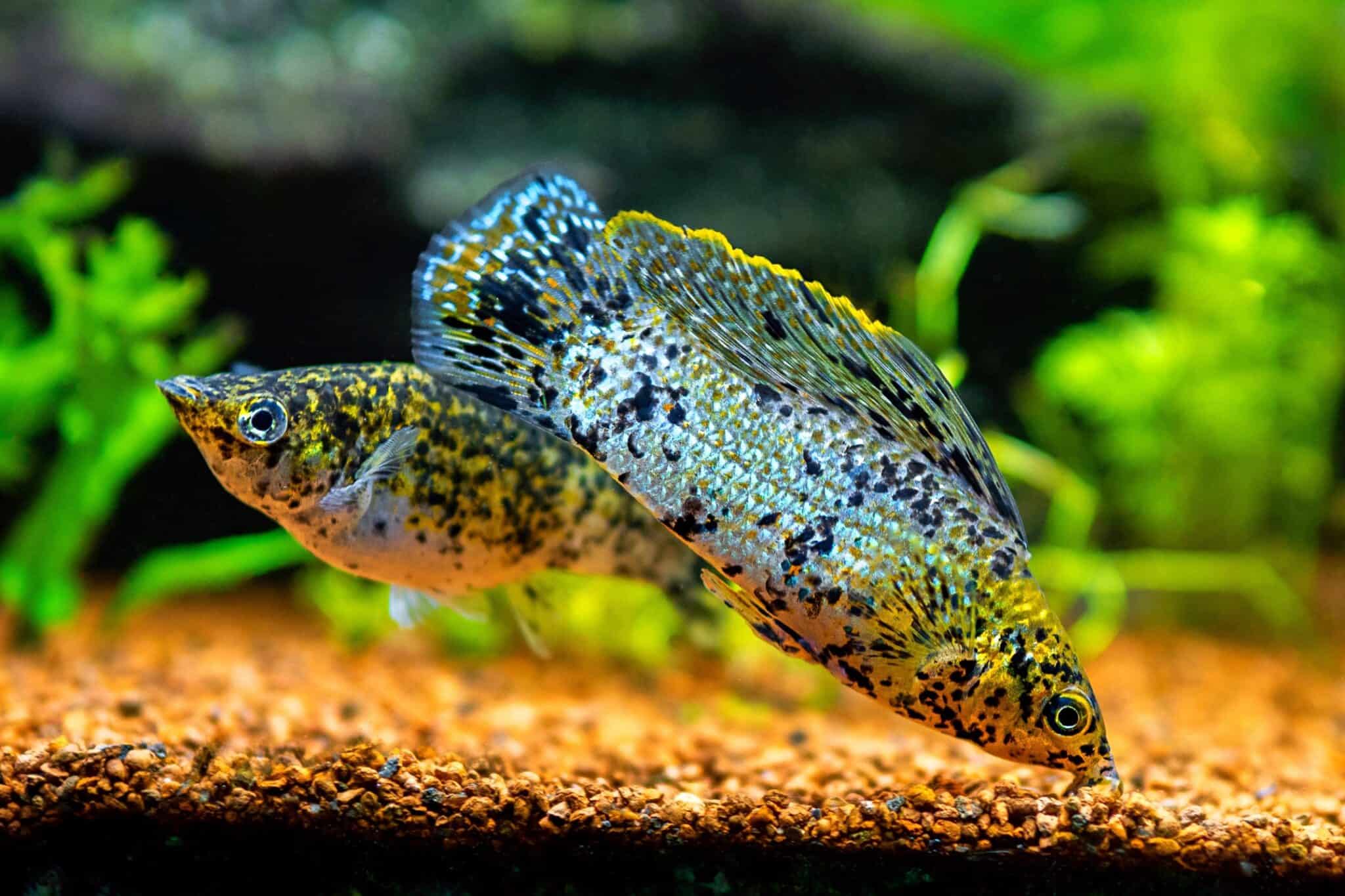 Dalmatian Molly: Species Profile, Facts & Pictures