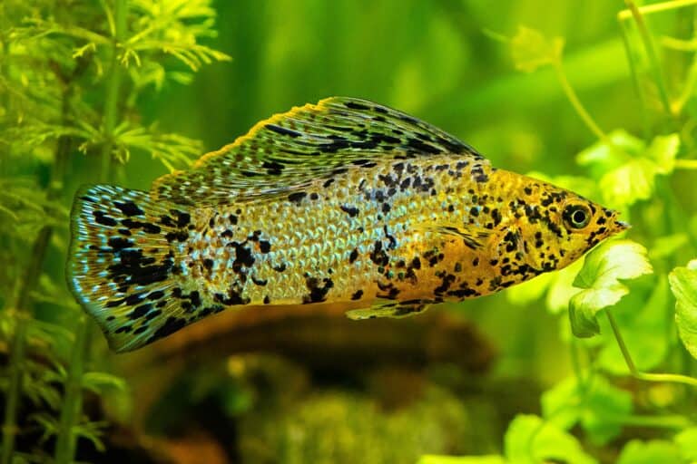 Dalmatian Molly: Species Profile, Facts & Pictures