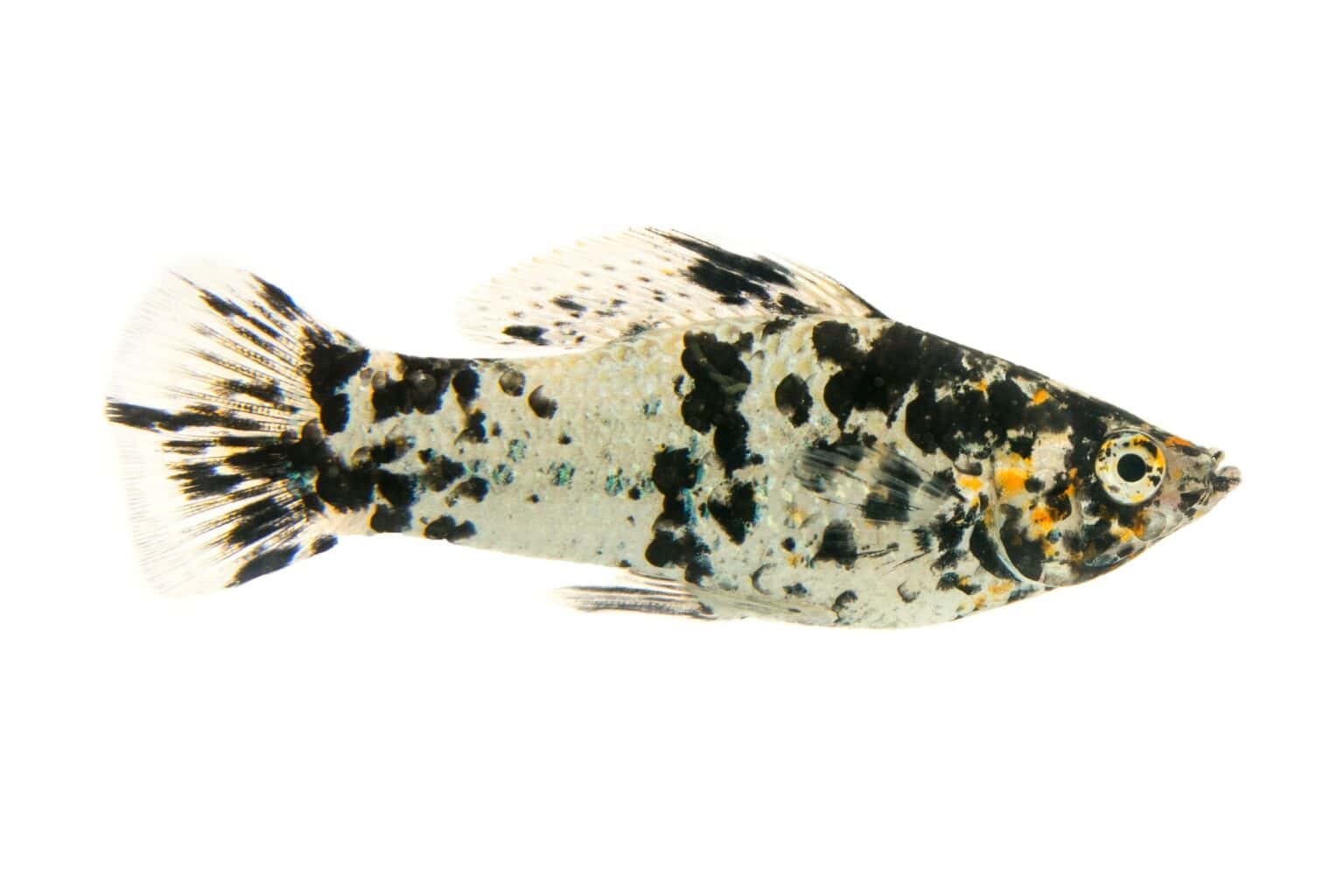 Dalmatian Molly: Species Profile, Facts & Pictures