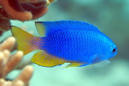 41 Most Popular Types of Saltwater Fish