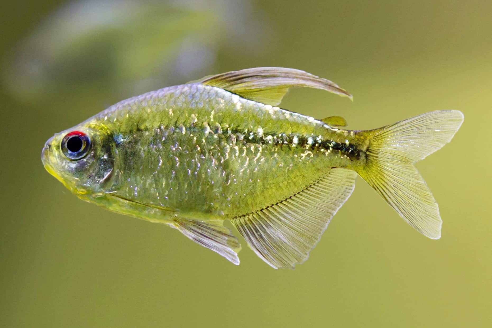 31 Best Schooling Fish for Your Aquarium