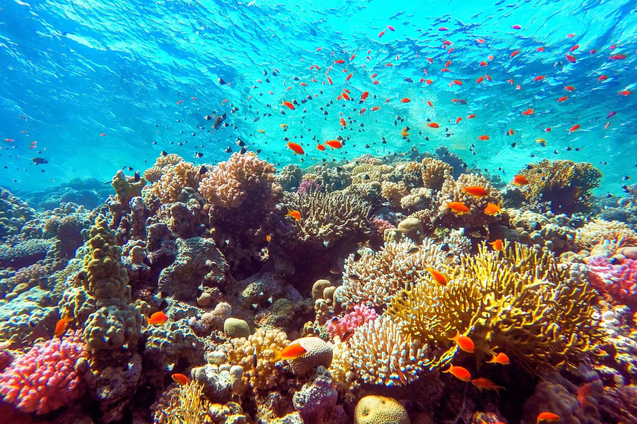 25 Different Types of Coral Species