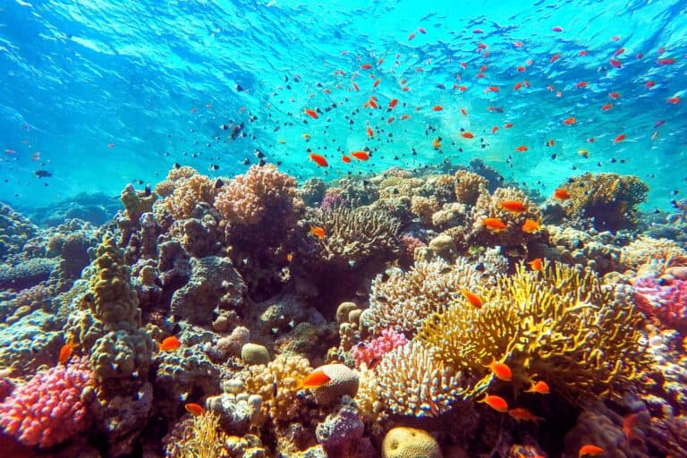 25 Different Types of Coral Species