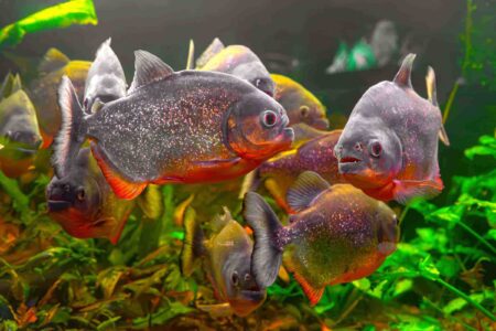 12 Types of Piranhas for Your Aquarium