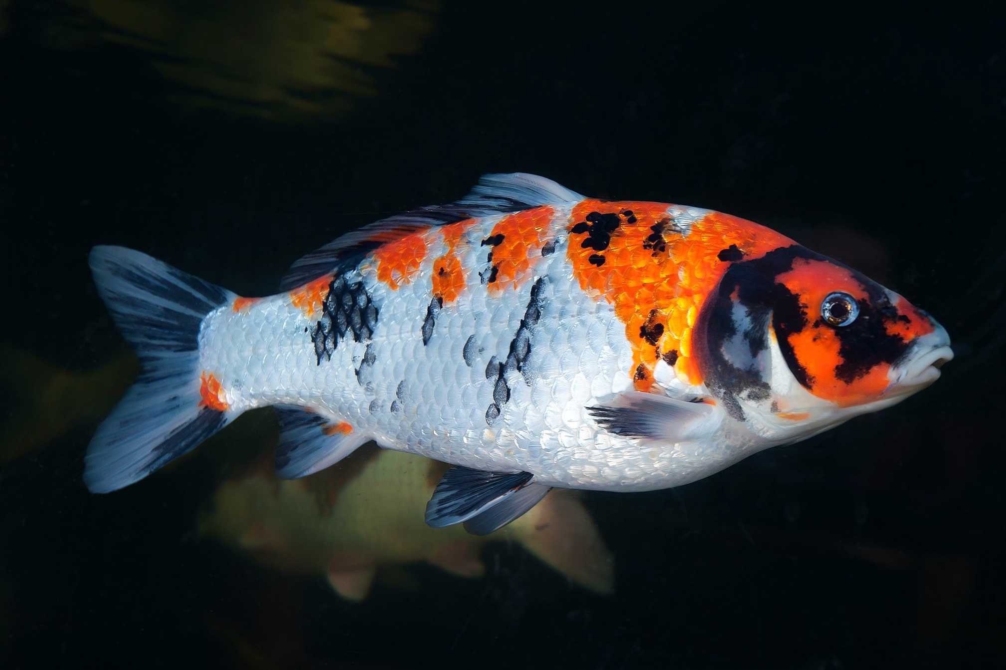 10 Most Expensive Types of Koi Fish