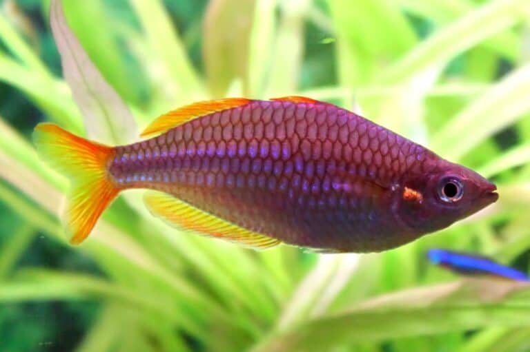 31 Best Schooling Fish for Your Aquarium