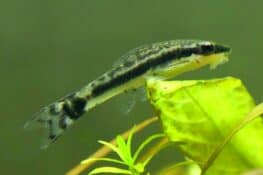 15 Types of Sucker Fish for Your Aquarium