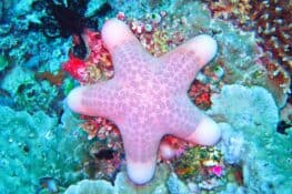 Can You Eat Starfish? - What Does It Taste Like?