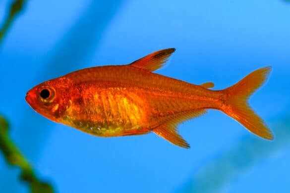 31 Best Schooling Fish for Your Aquarium