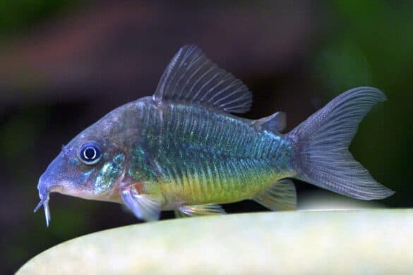 Emerald Cory Catfish: Species Profile, Facts & Pictures