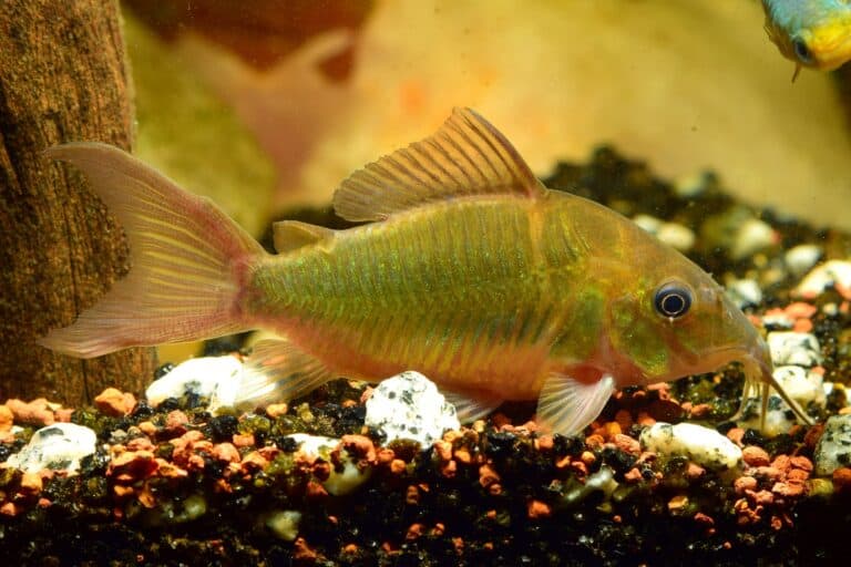 Emerald Cory Catfish: Species Profile, Facts & Pictures