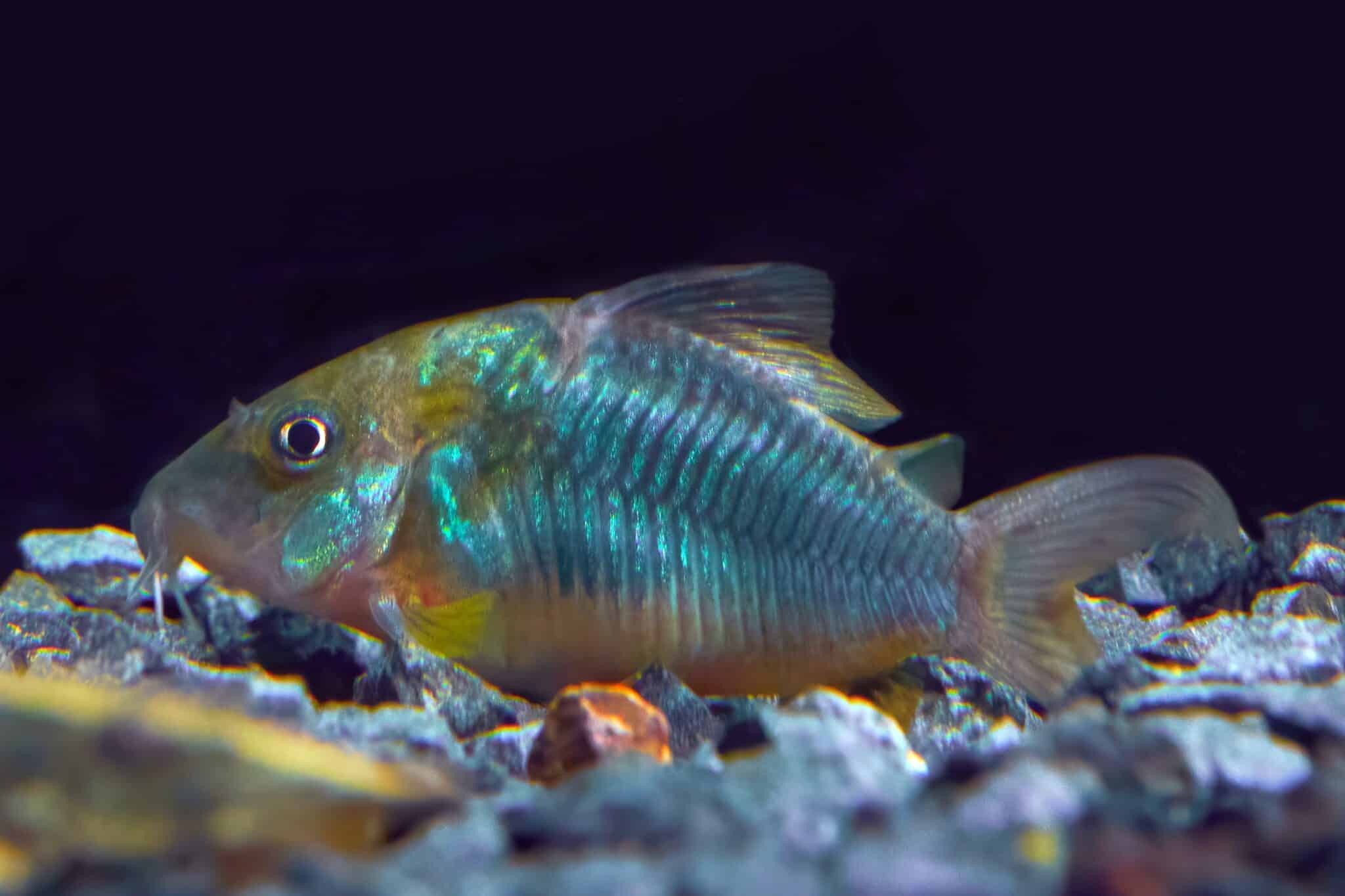 Emerald Cory Catfish: Species Profile, Facts & Pictures