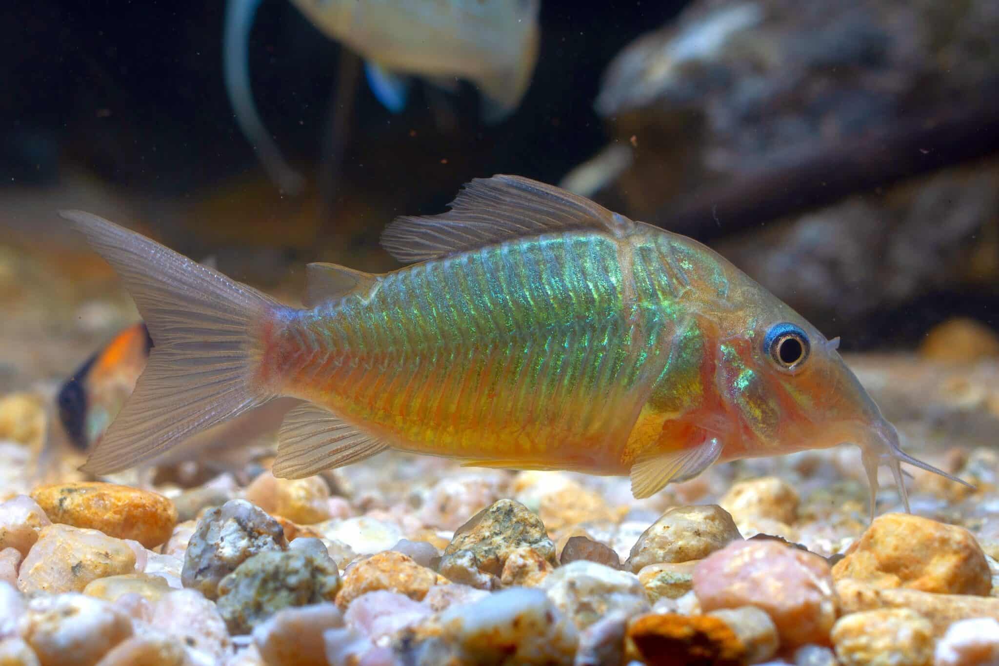 Emerald Cory Catfish: Species Profile, Facts & Pictures