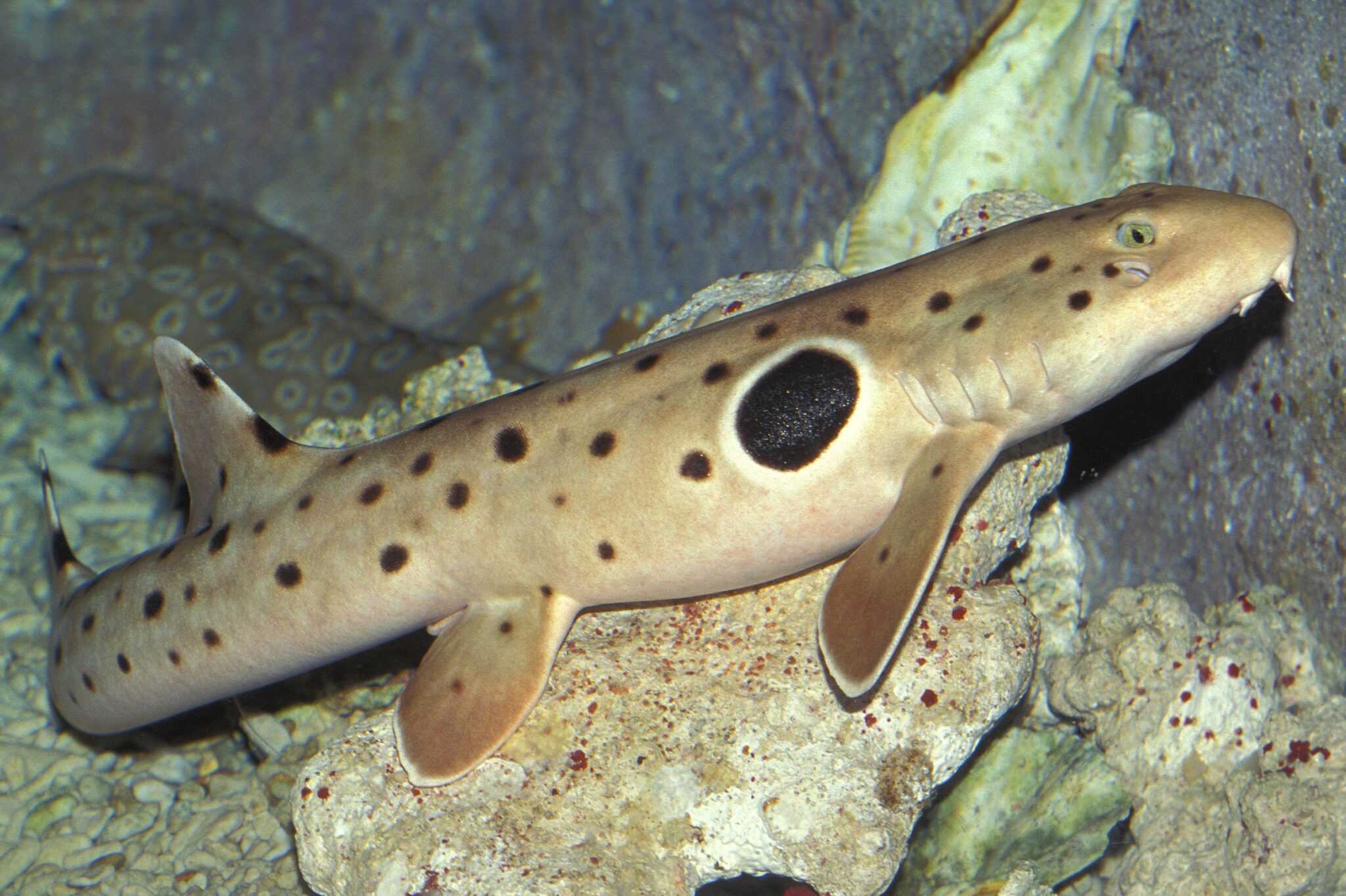 27 Most Popular Types of Fish With Legs