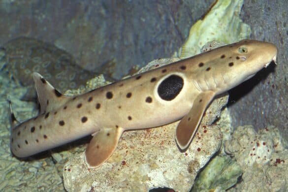 27 Most Popular Types of Fish With Legs