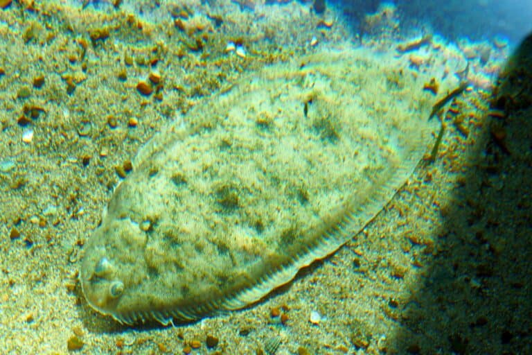 17 Types of Fish From Finding Nemo