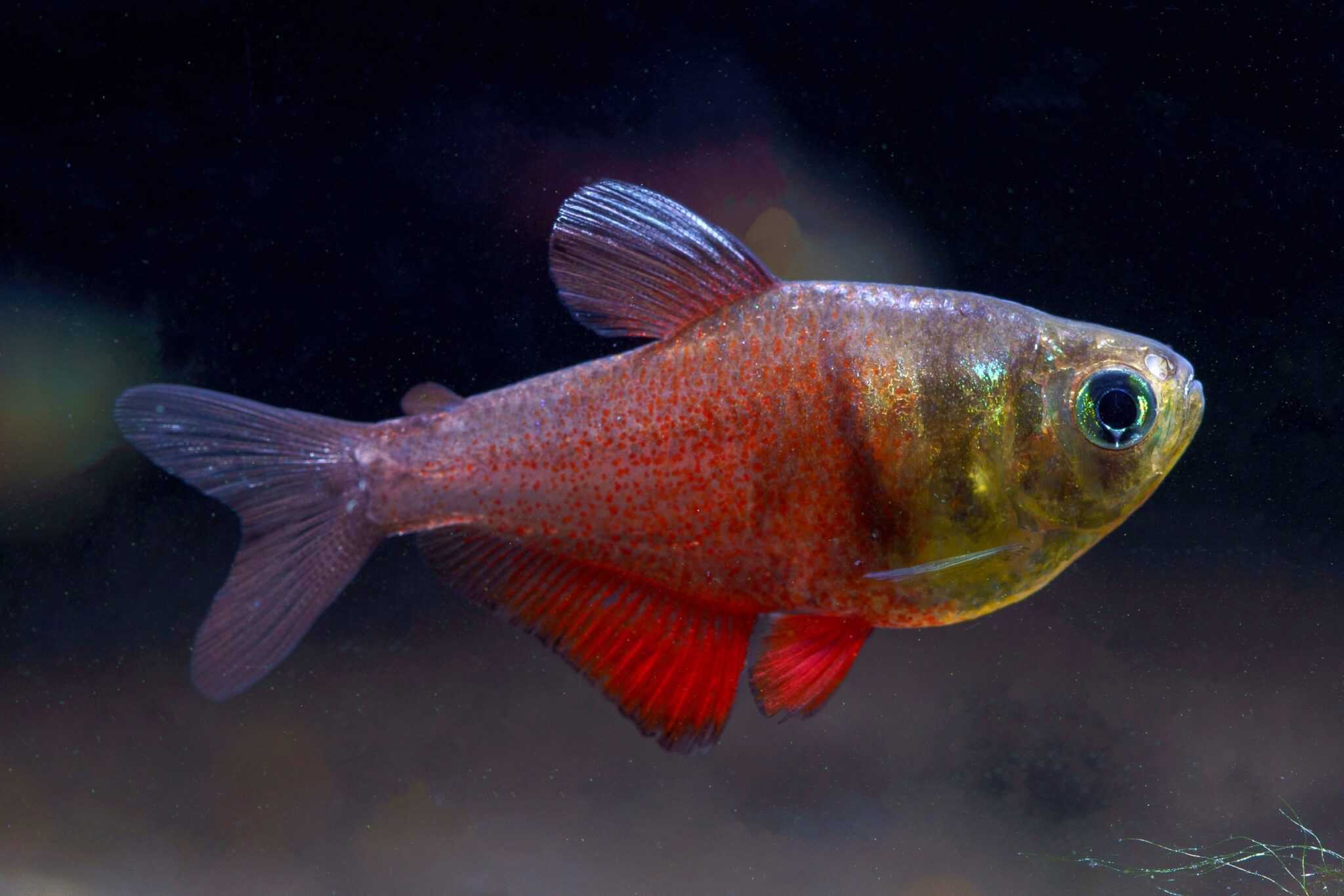 31 Best Schooling Fish for Your Aquarium