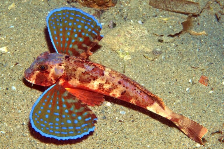 27 Most Popular Types of Fish With Legs