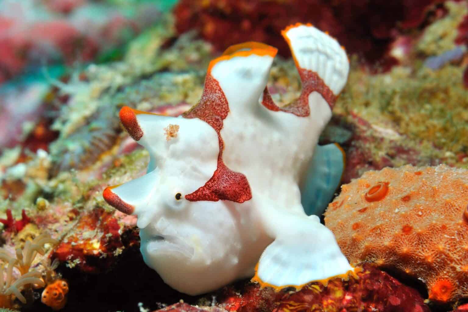 27 Most Popular Types of Fish With Legs