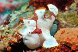 27 Most Popular Types of Fish With Legs