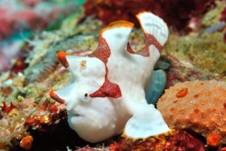 27 Most Popular Types of Fish With Legs