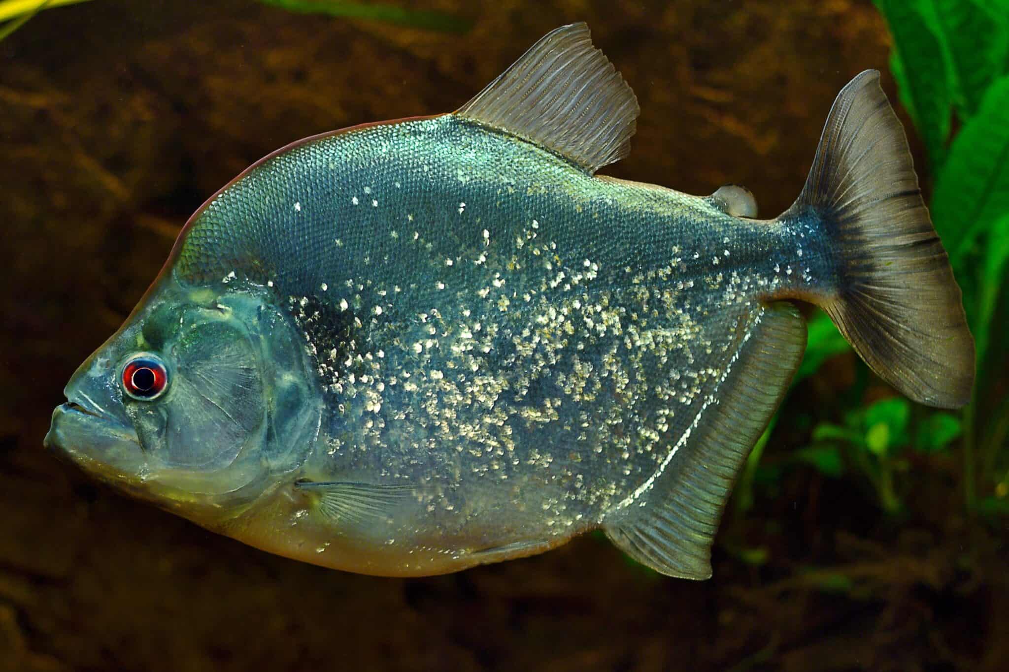 12 Types of Piranhas for Your Aquarium