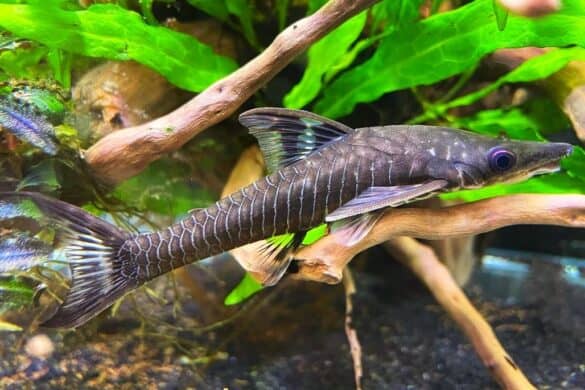 15 Types of Sucker Fish for Your Aquarium