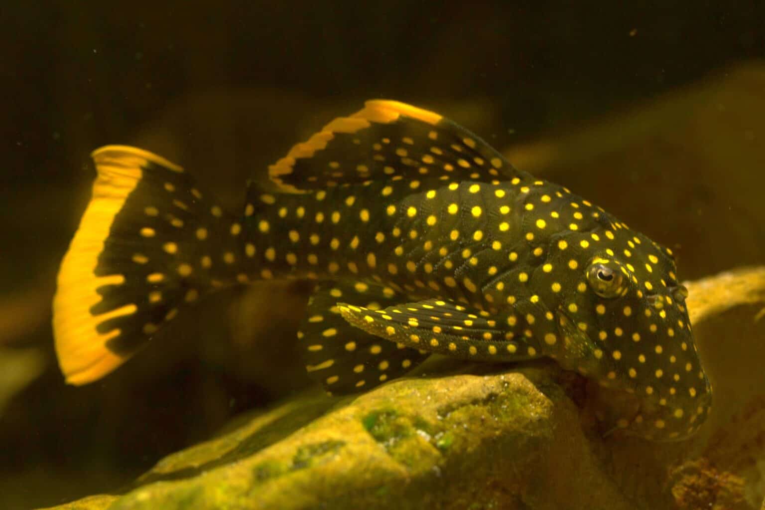 15 Types of Sucker Fish for Your Aquarium