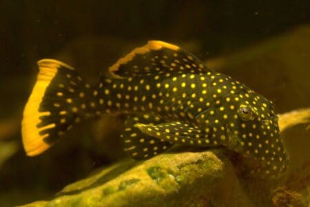 15 Types of Sucker Fish for Your Aquarium