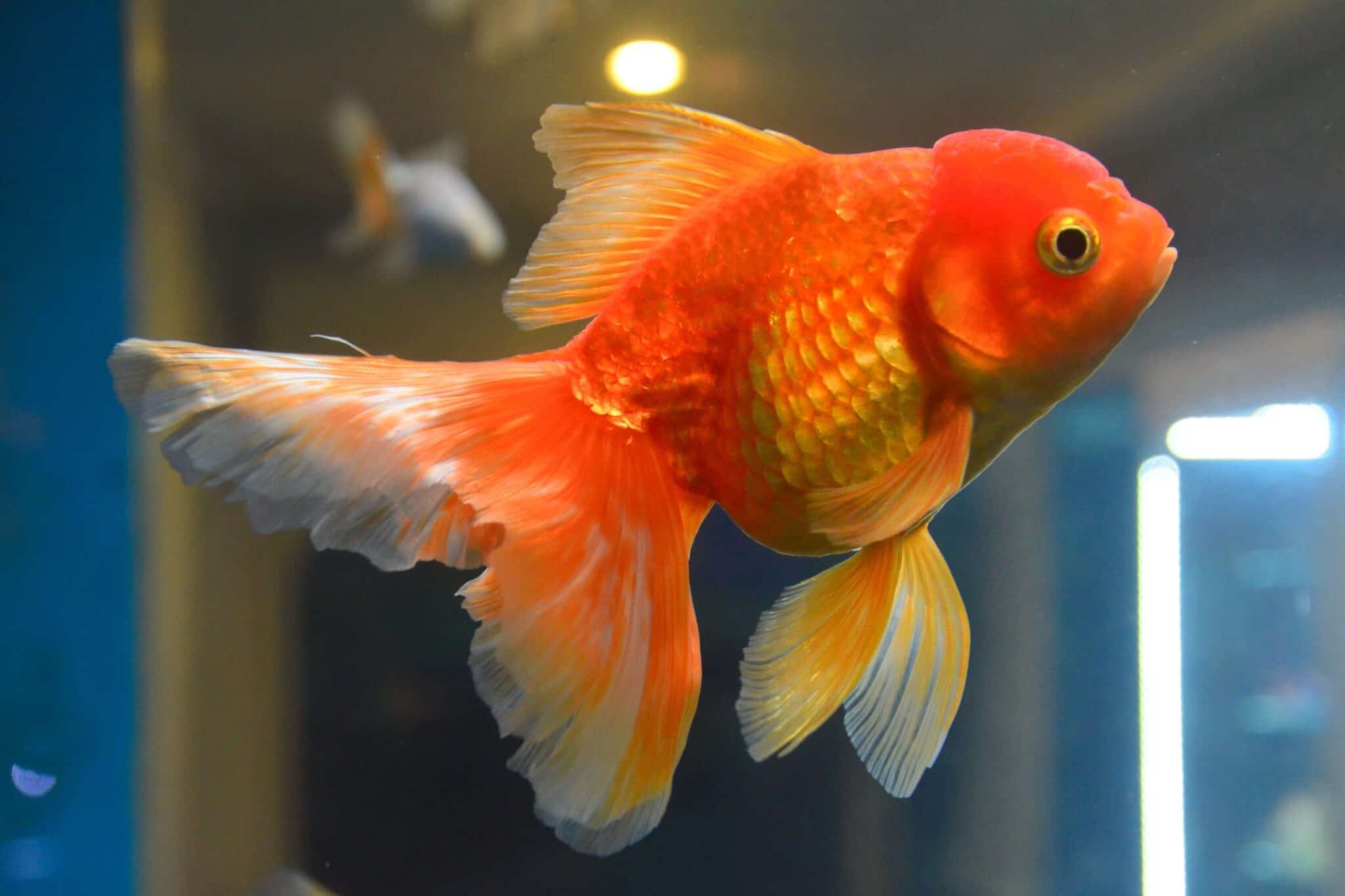 17 Types of Fish From Finding Nemo