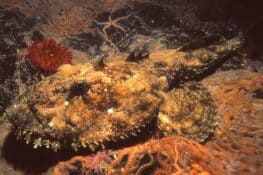 27 Most Popular Types of Fish With Legs