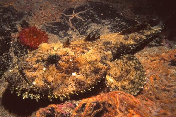 27 Most Popular Types of Fish With Legs