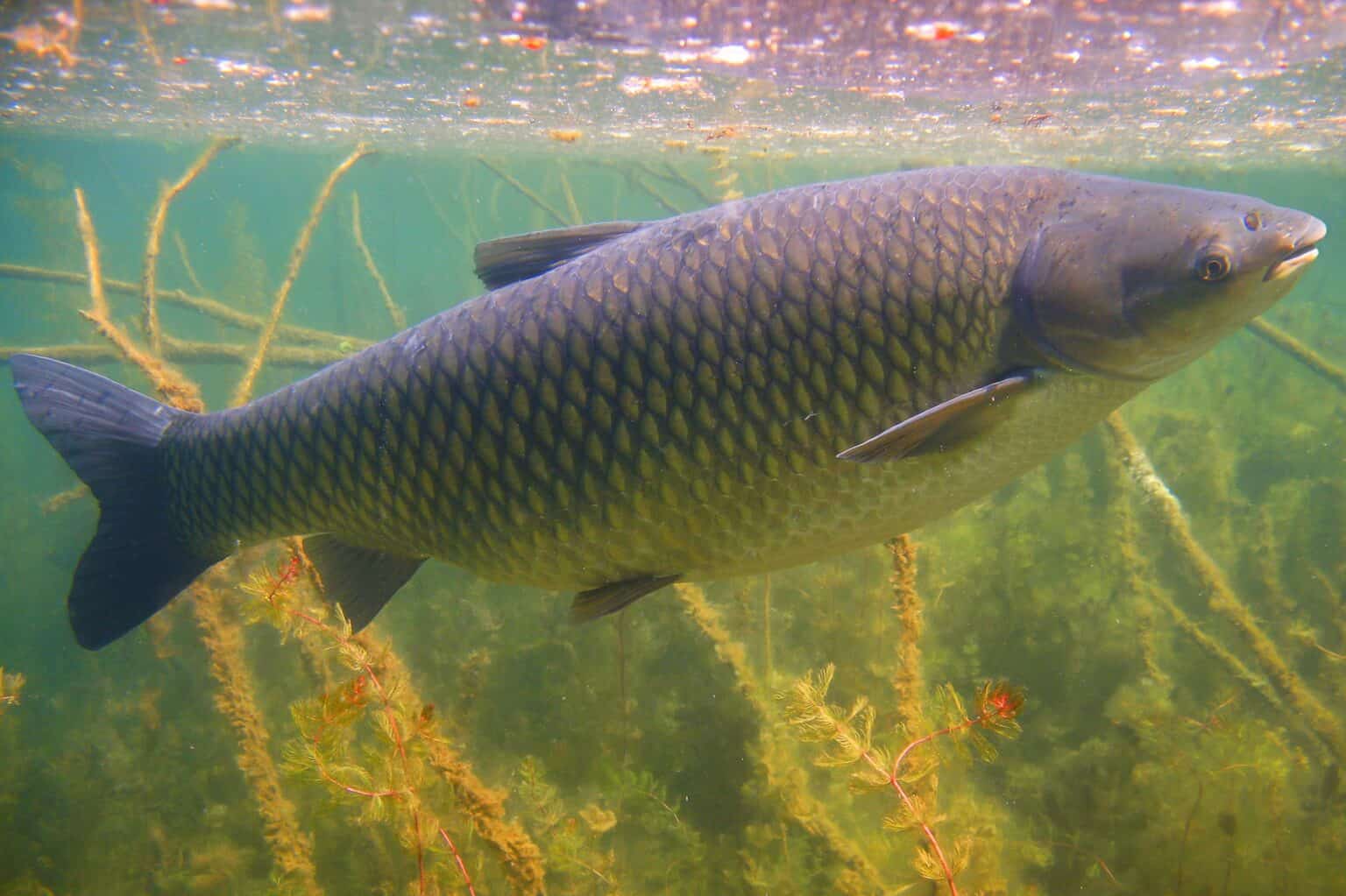 24 Most Popular Types of Carp