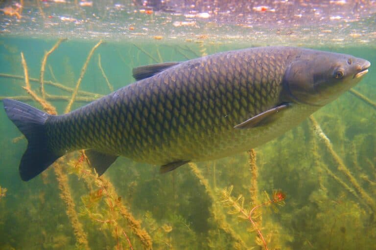 24 Most Popular Types of Carp