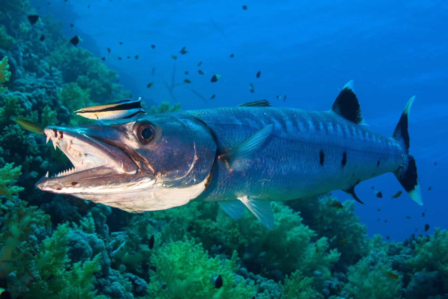 17 Types of Fish From Finding Nemo