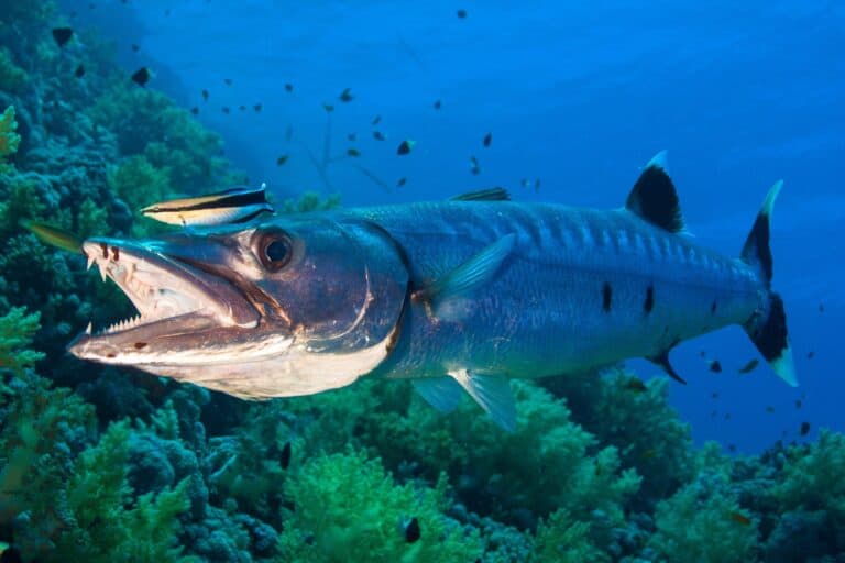 17 Types of Fish From Finding Nemo