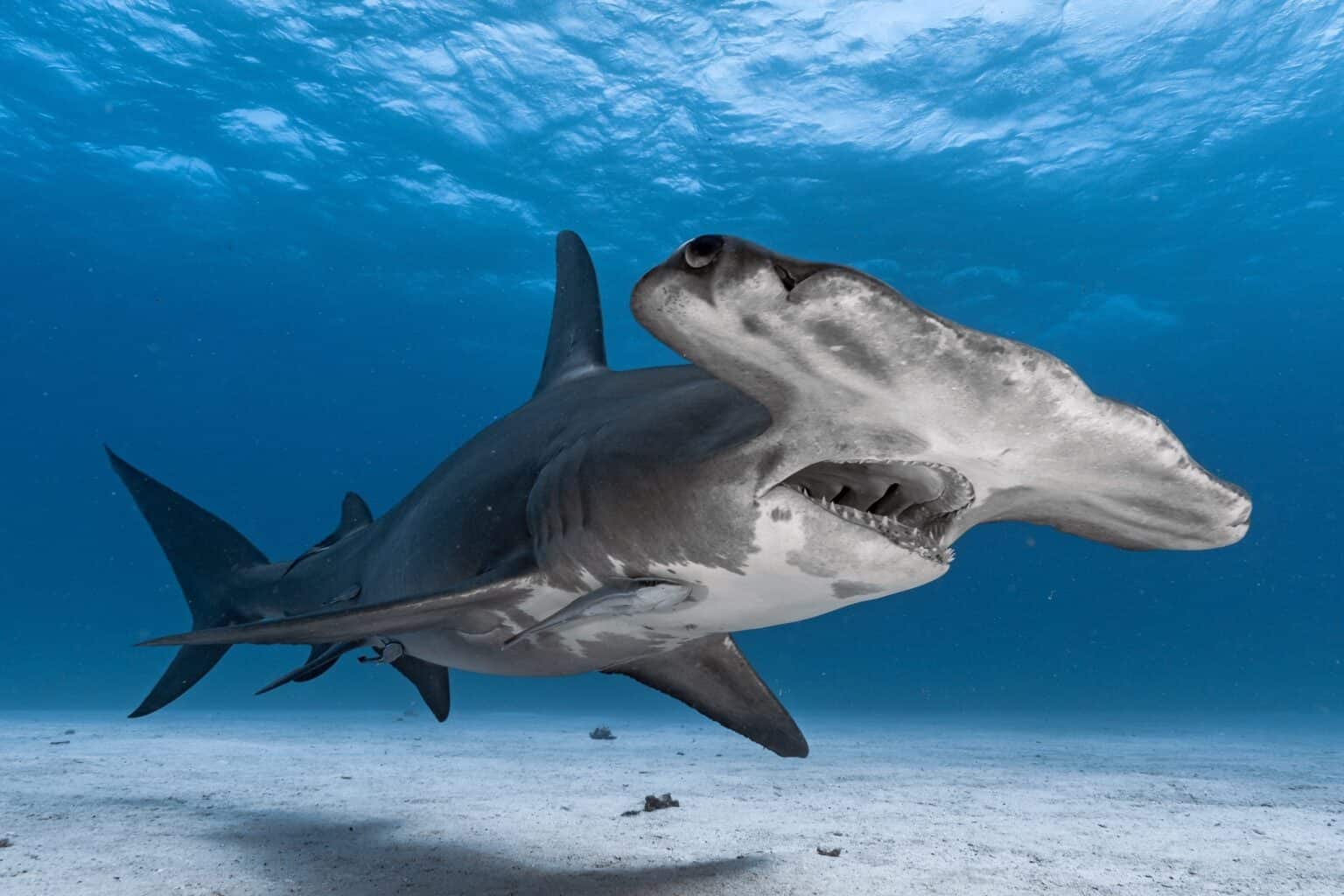 17 Types of Fish From Finding Nemo