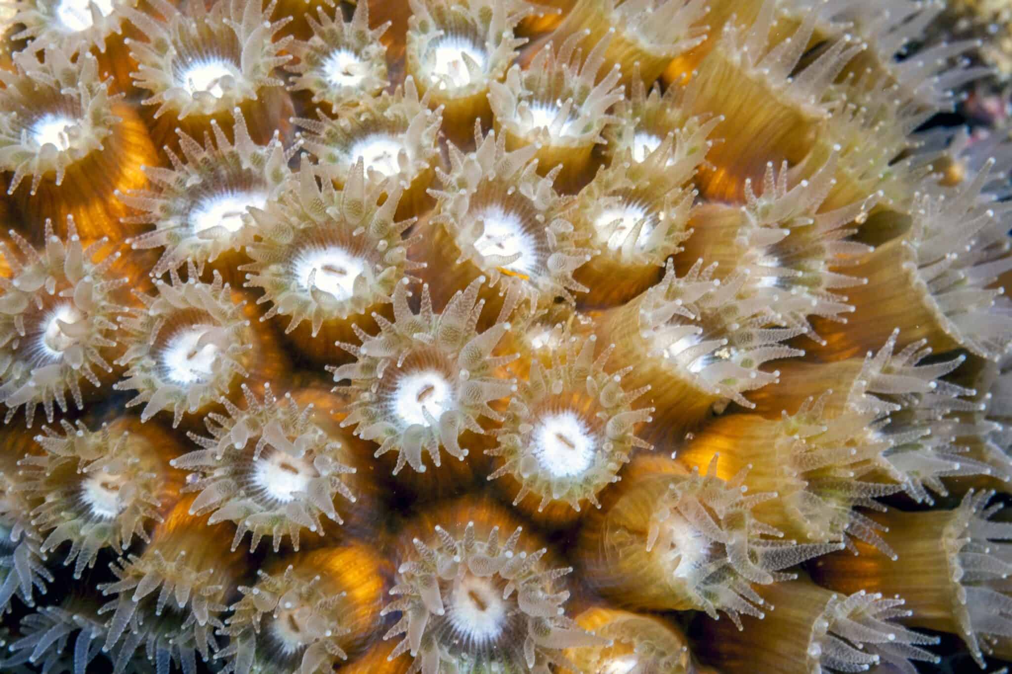 25 Different Types of Coral Species