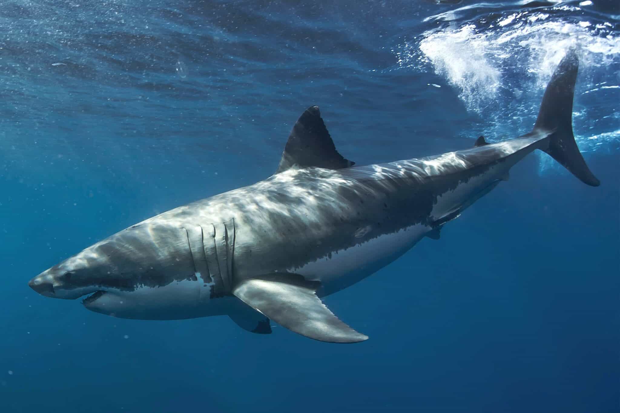 17 Types of Fish From Finding Nemo