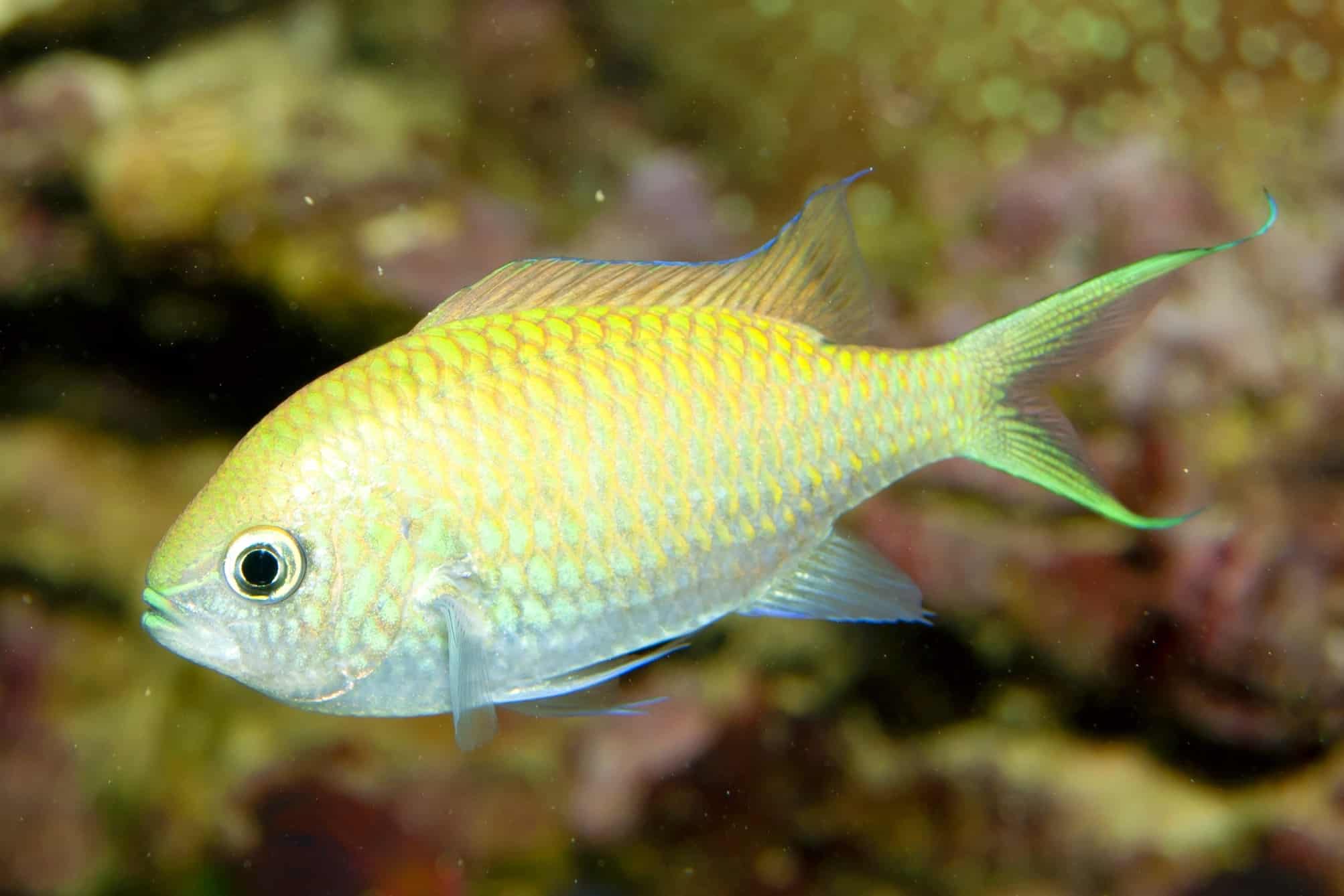 41 Most Popular Types of Saltwater Fish