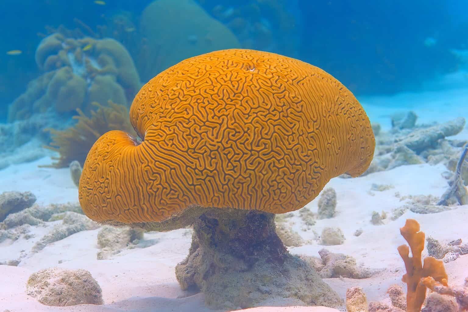 25 Different Types of Coral Species