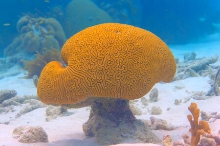 25 Different Types of Coral Species