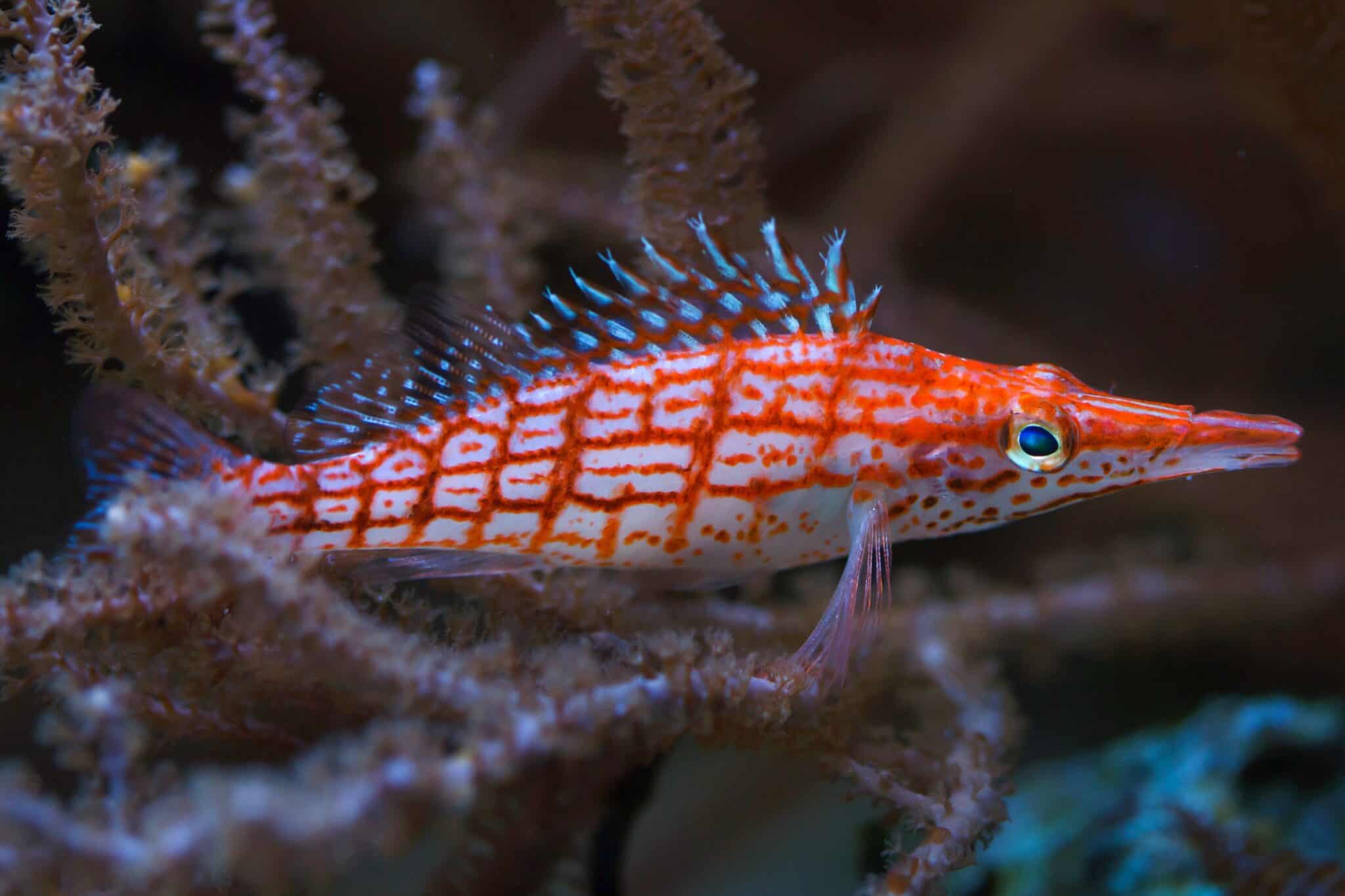 41 Most Popular Types of Saltwater Fish
